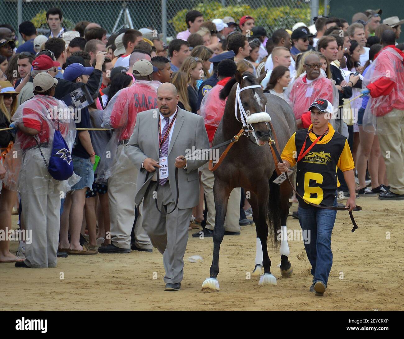 Oxbow heads from the Stakes Barn onto the track at Pimlico Race Course ...