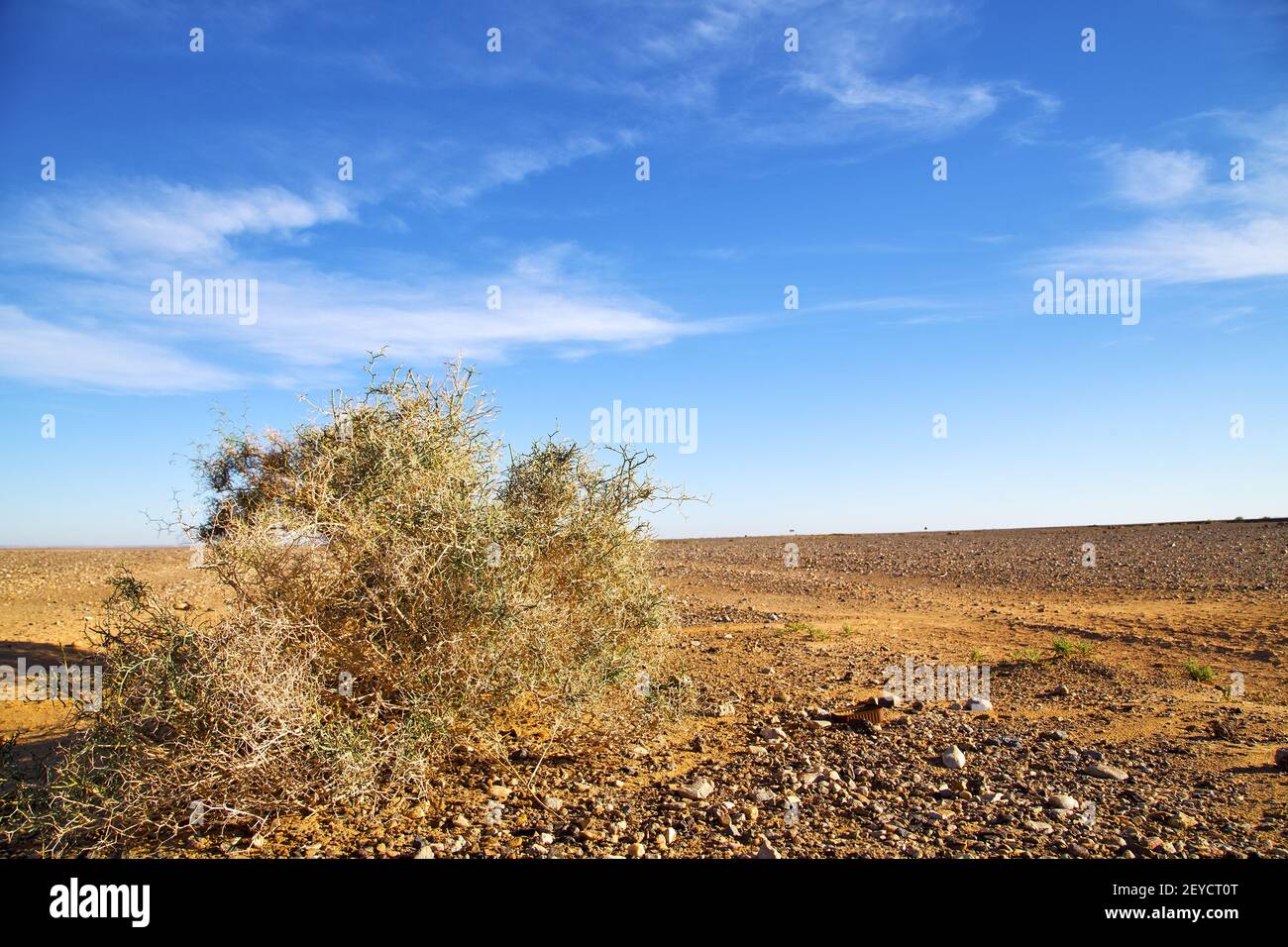 Bush in the desert sahara africa dune Stock Photo - Alamy