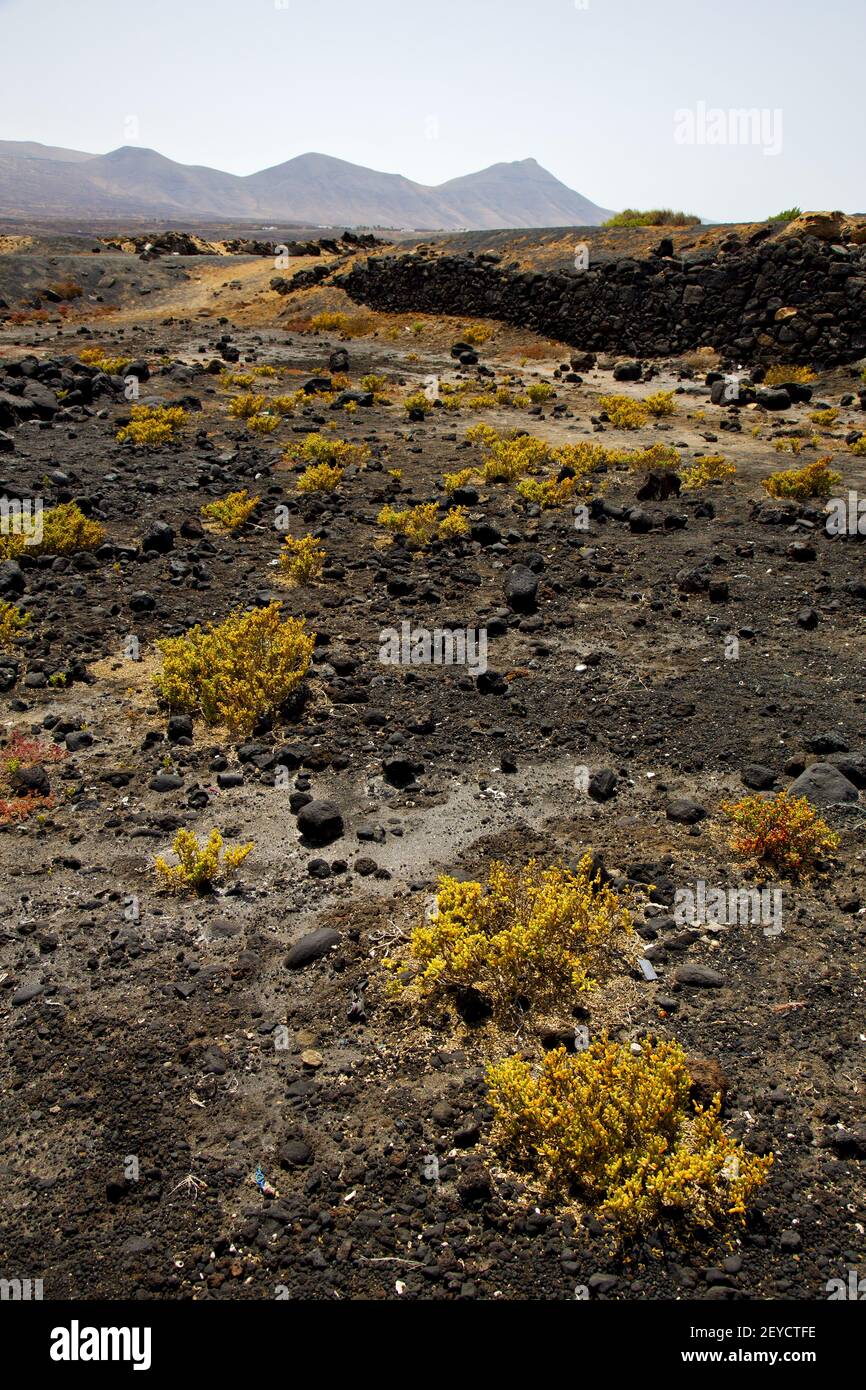 Plant flower bush timanfaya in los volcanes volcanic Stock Photo - Alamy
