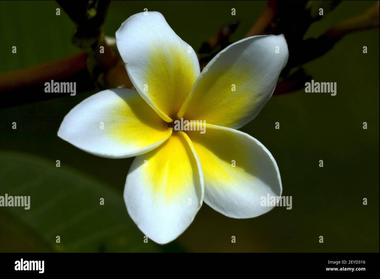 Bahamas and madagascar hi-res stock photography and images - Alamy