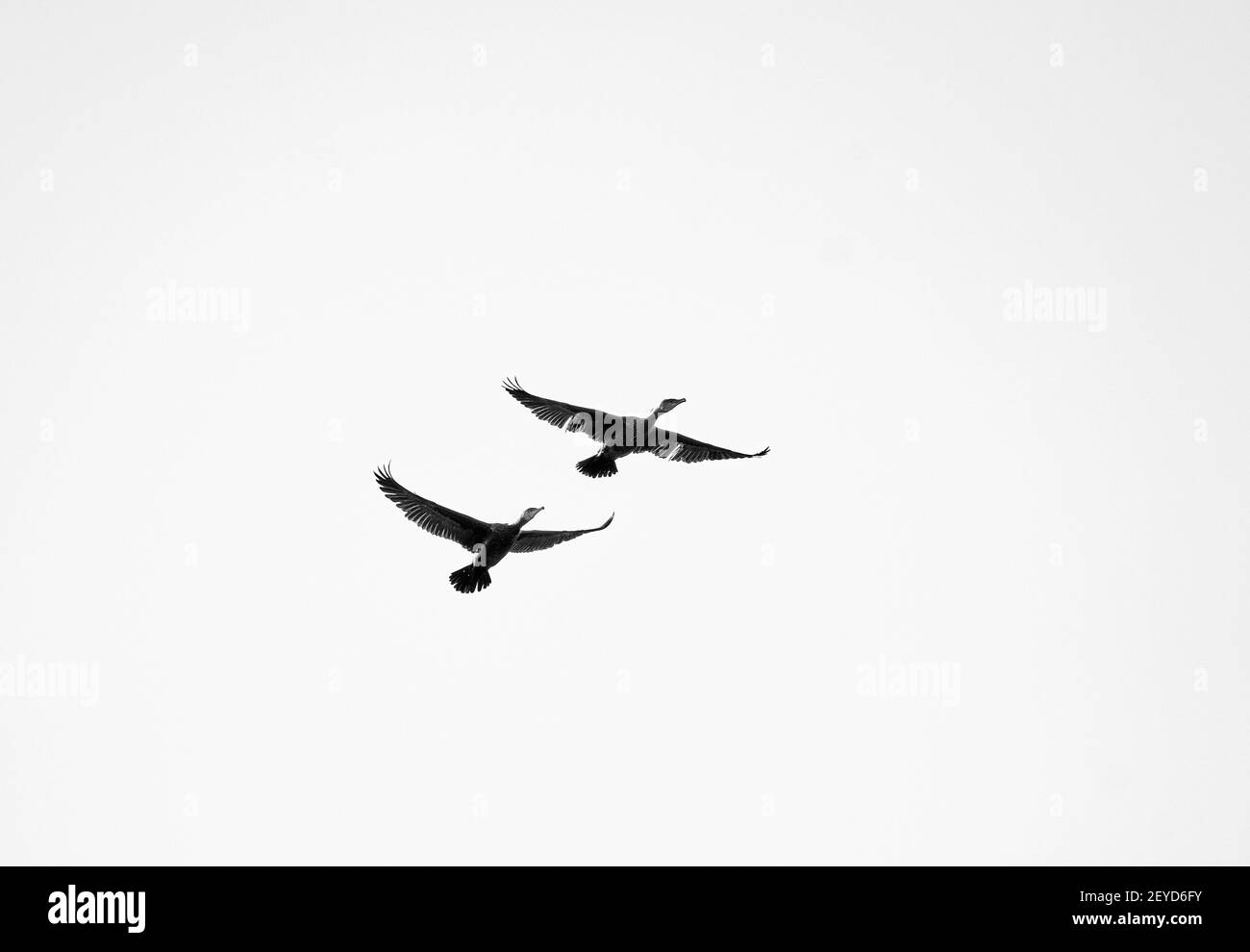 A low angle shot of two birds flying against the clear sky in grayscale ...