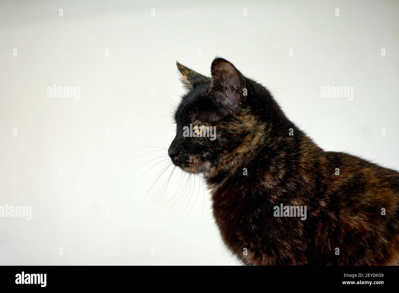 A side view of a tortoiseshell cat against white background Stock Photo ...