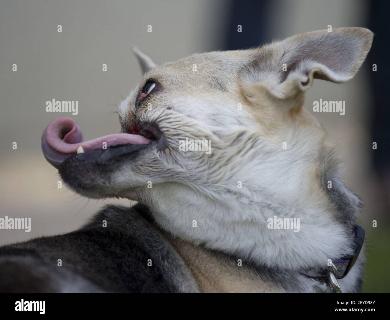Kabang, the hero dog from the Phillipines, is shown after being ...
