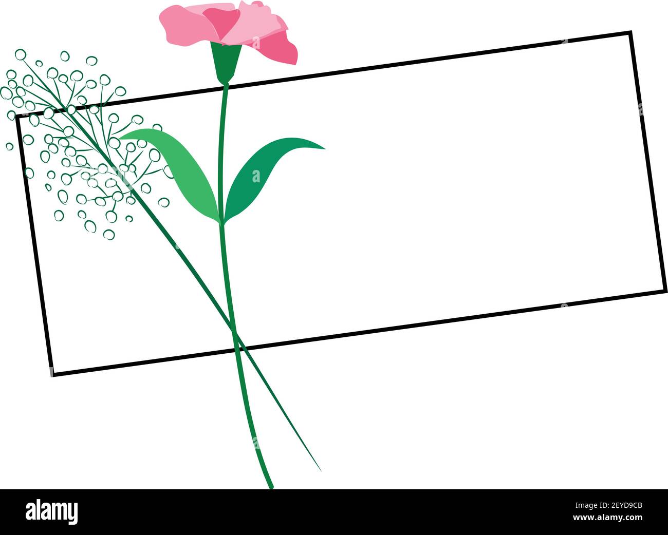 vector drawing art carnation flower with card border frame background ...