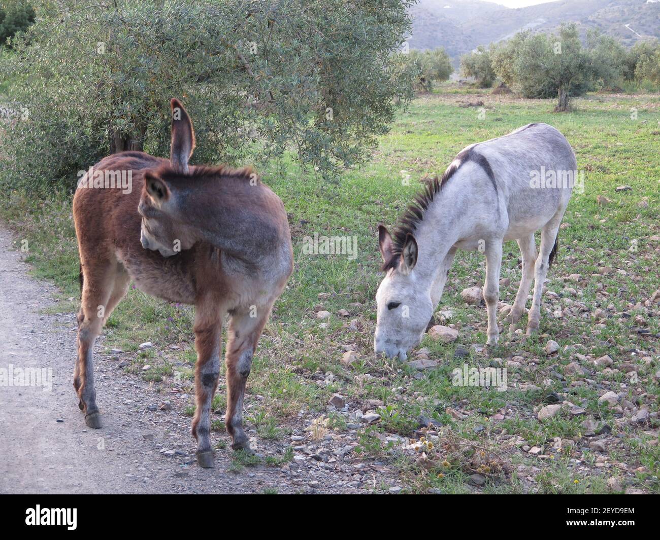 Donkey burrow hi-res stock photography and images - Alamy