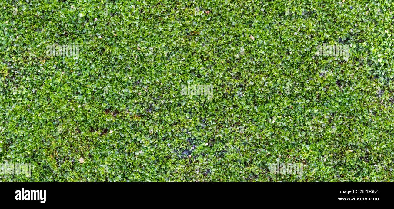 A background of green moss texture background - perfect for wallpaper ...