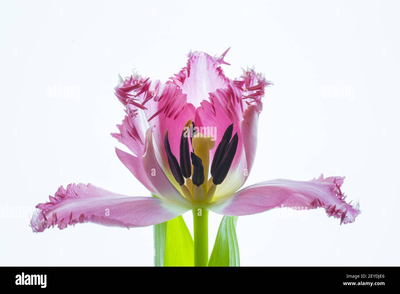 Perfect Art High Resolution Stock Photography and Images - Alamy