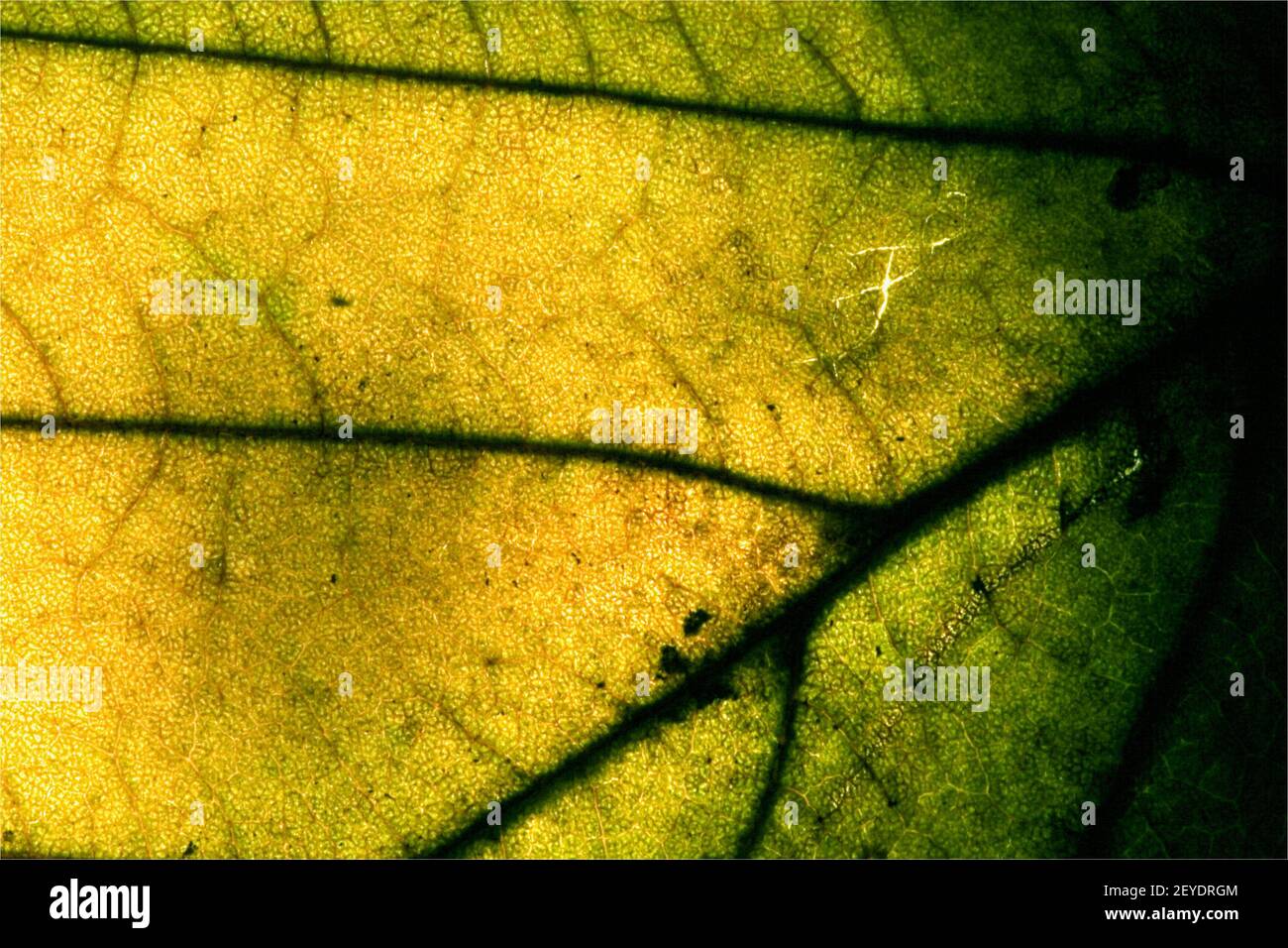 Veins background Stock Photo - Alamy