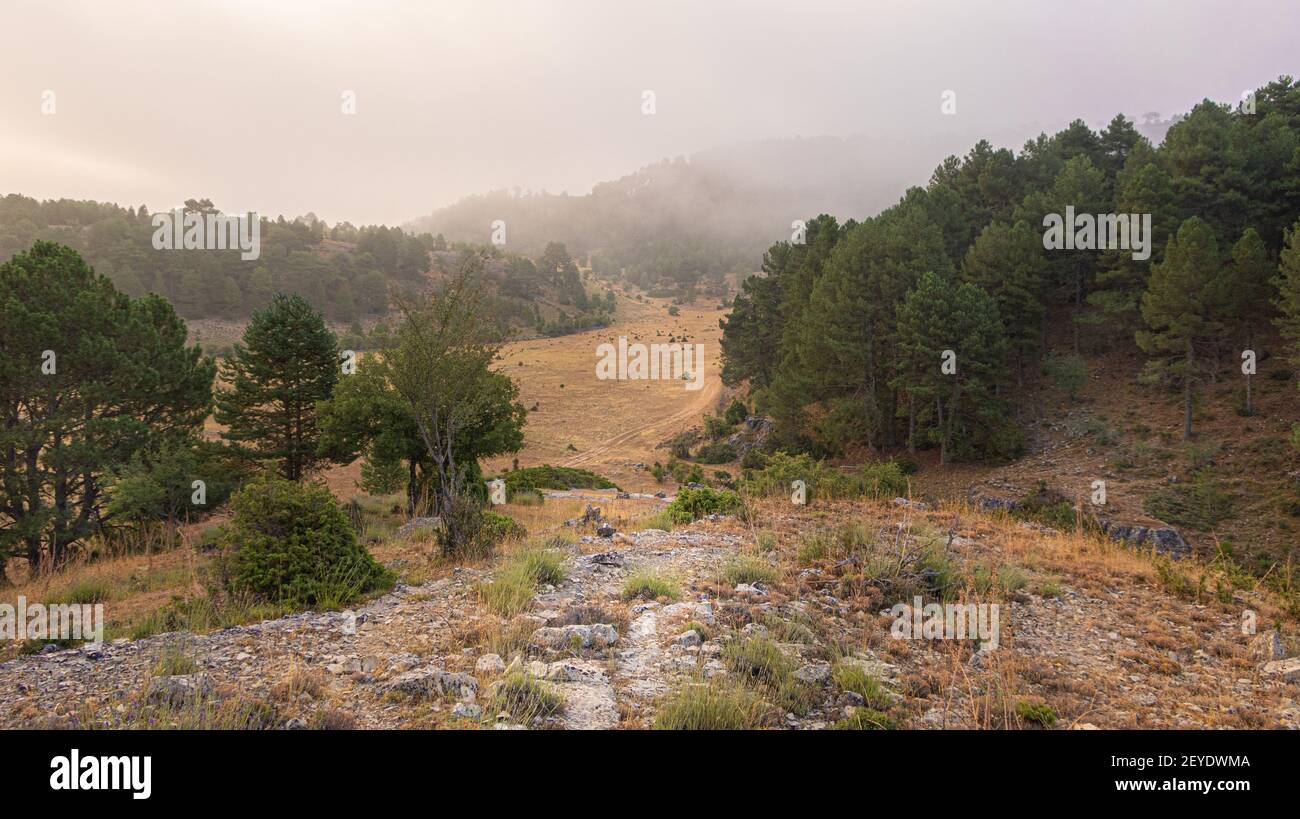 A closeup shot of a forested hill under a fog Stock Photo - Alamy