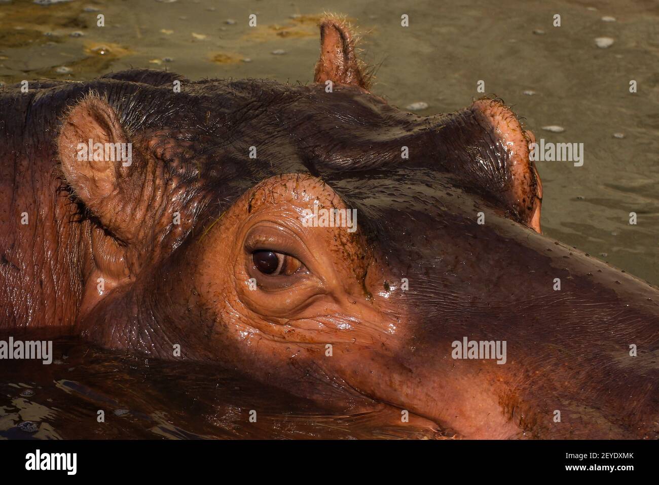 Under observation hi-res stock photography and images - Alamy