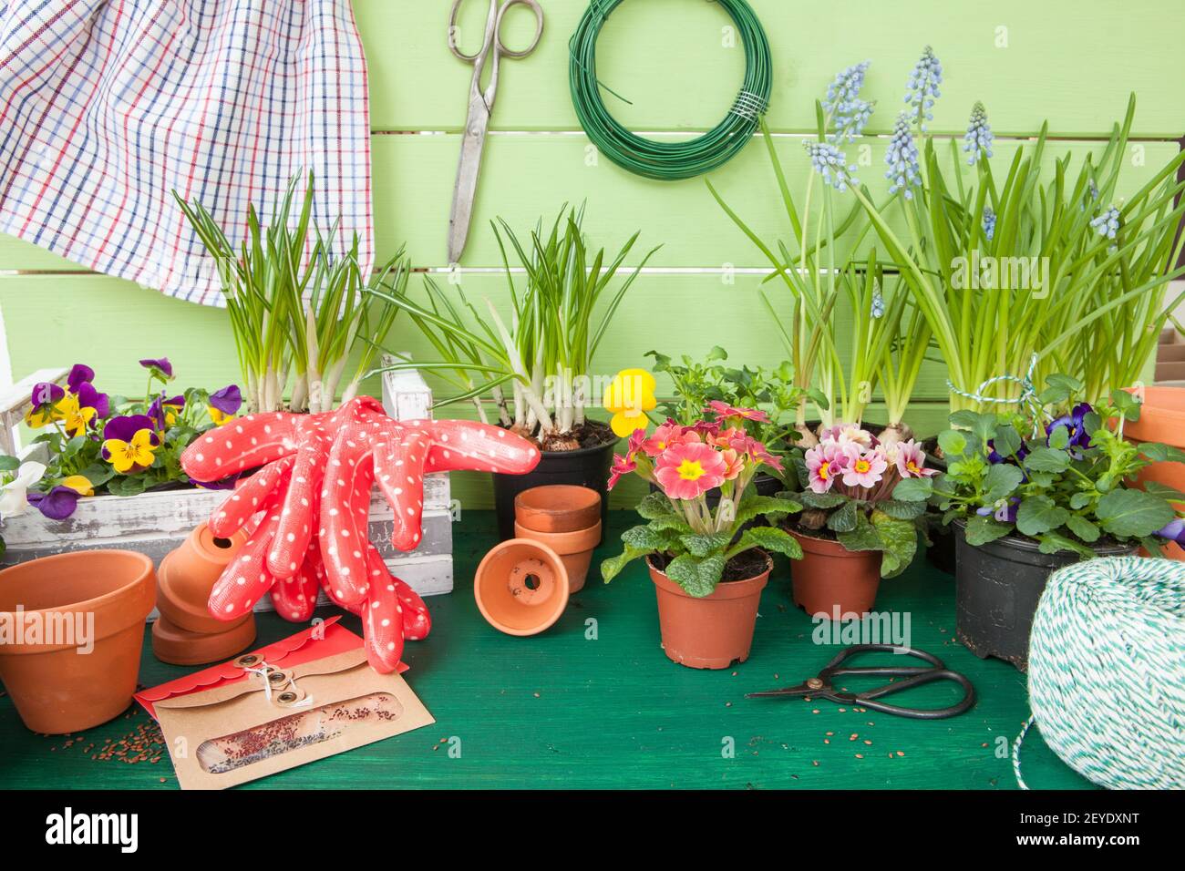 Plant fresh flowers Stock Photo - Alamy