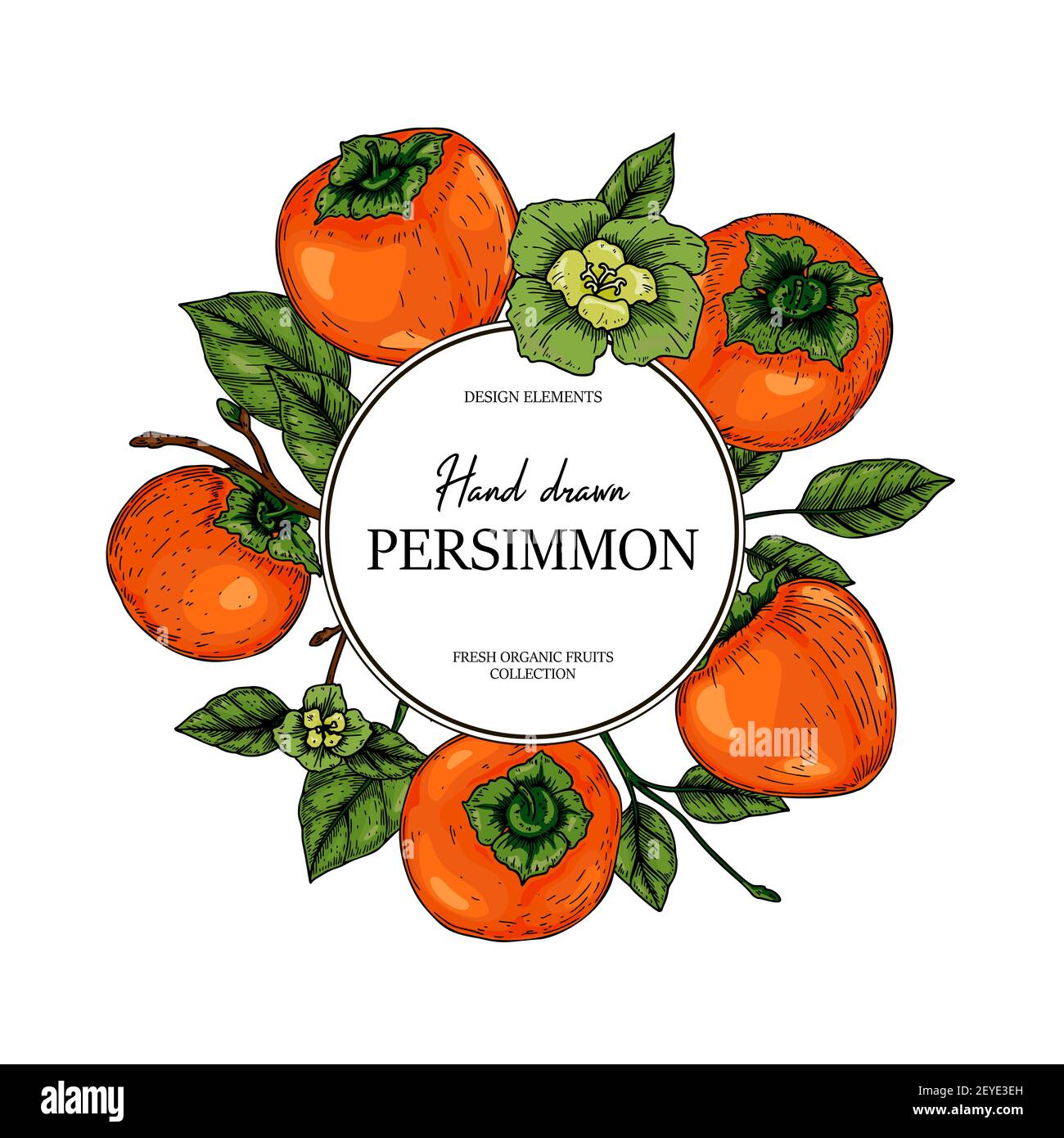 Hand drawn colorful persimmon design. Vector illustration in colored ...