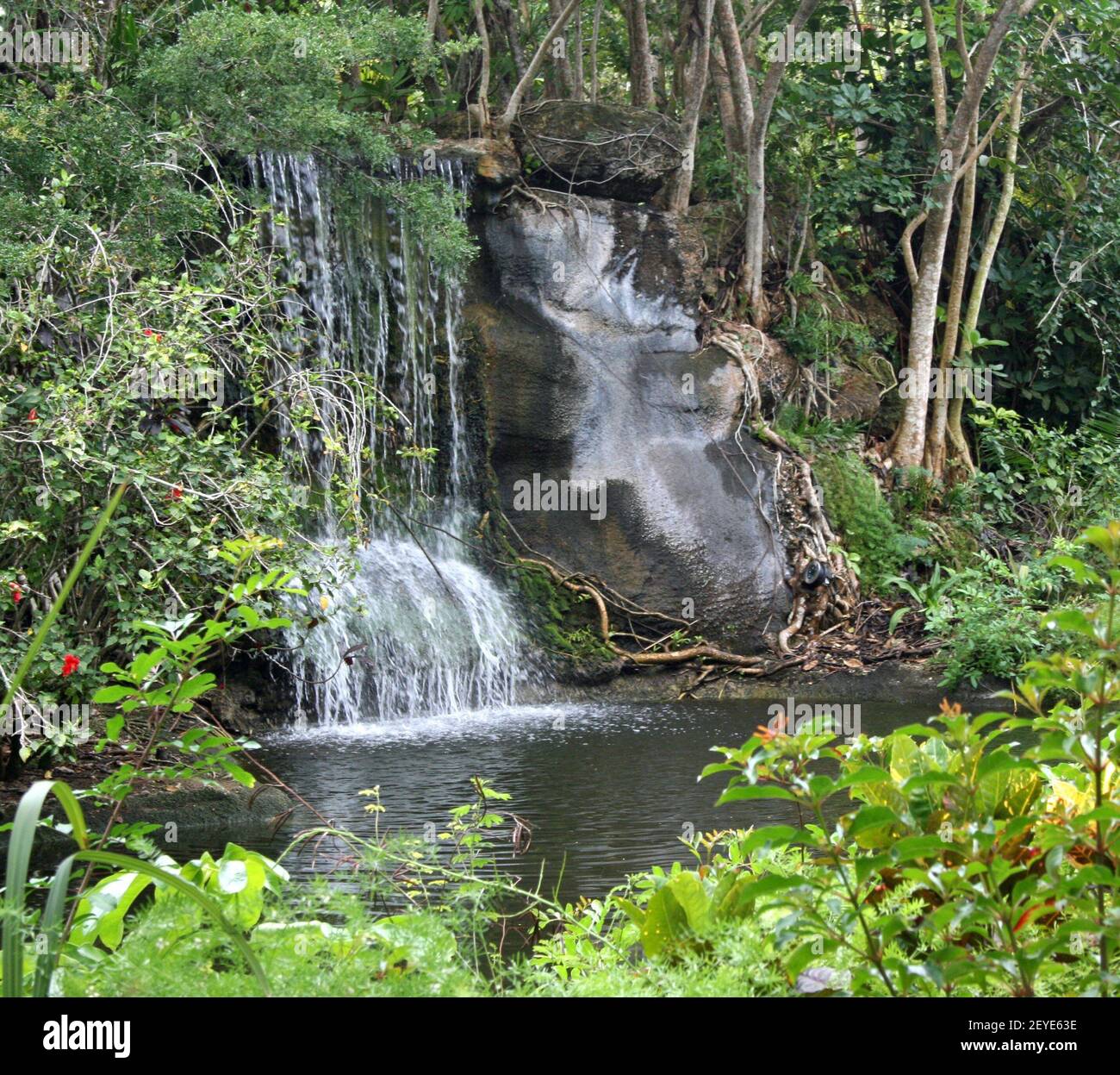 Waterfalls at Garden of the Groves on Grand Bahama. (Photo by Marjie ...