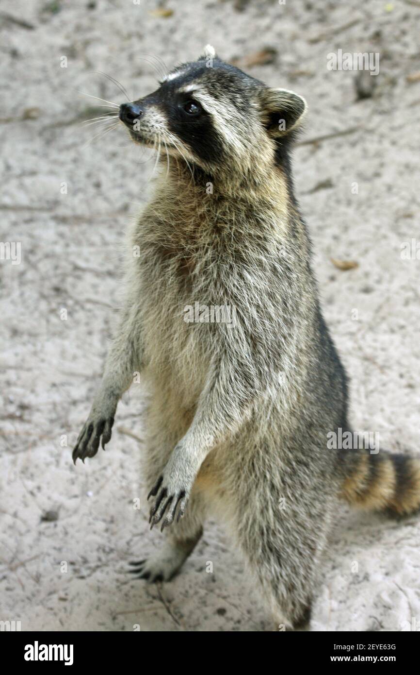 A raccoon begs for food from a beachgoer on Gold Rock Beach, Grand ...