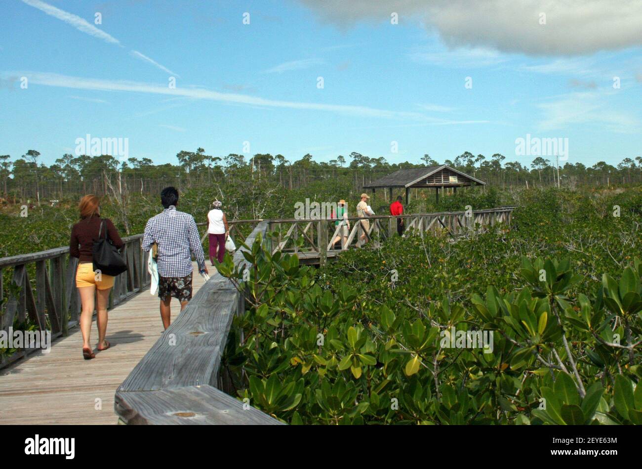 Tourists walk on the boardwalk through a mangrove swamp to Gold Rock ...