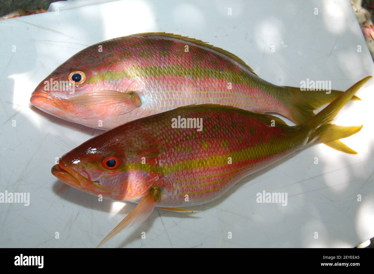 These yellowtail snapper were caught while drifting with sardine chunks ...