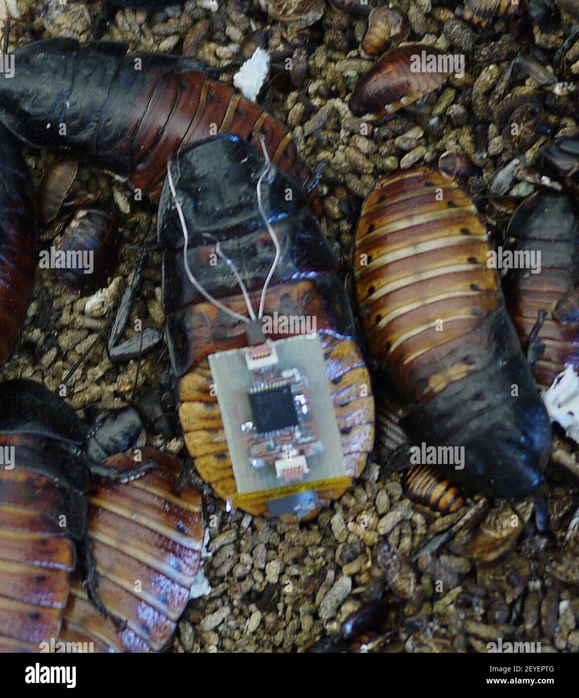 A Madagascar hissing cockroach, wearing a backpack that allows it to be ...