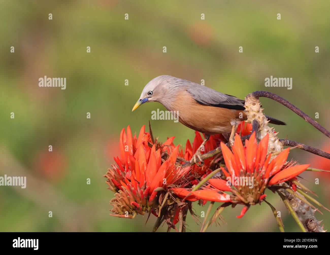 Chestnut-tailed starling or grey-headed starling Stock Photo - Alamy