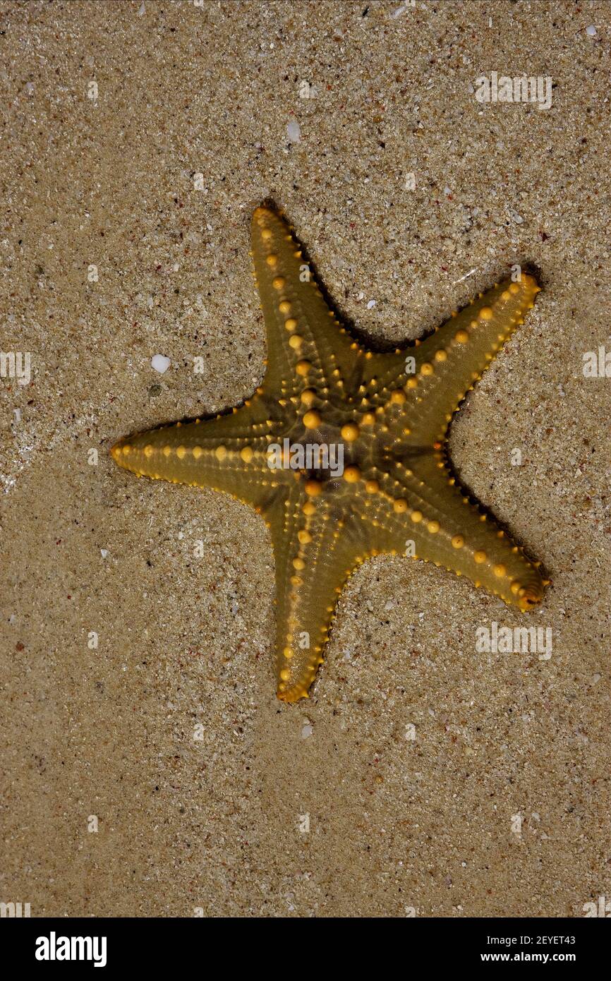 Five point star fish hi-res stock photography and images - Alamy