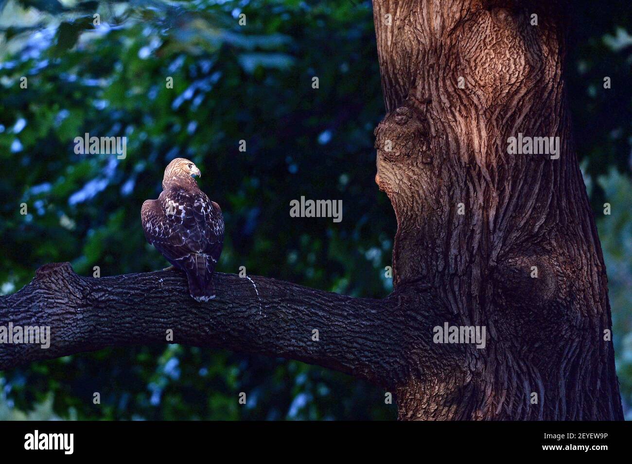 A red-tailed hawk is sighted in Central Park on Manhattan's Upper East ...