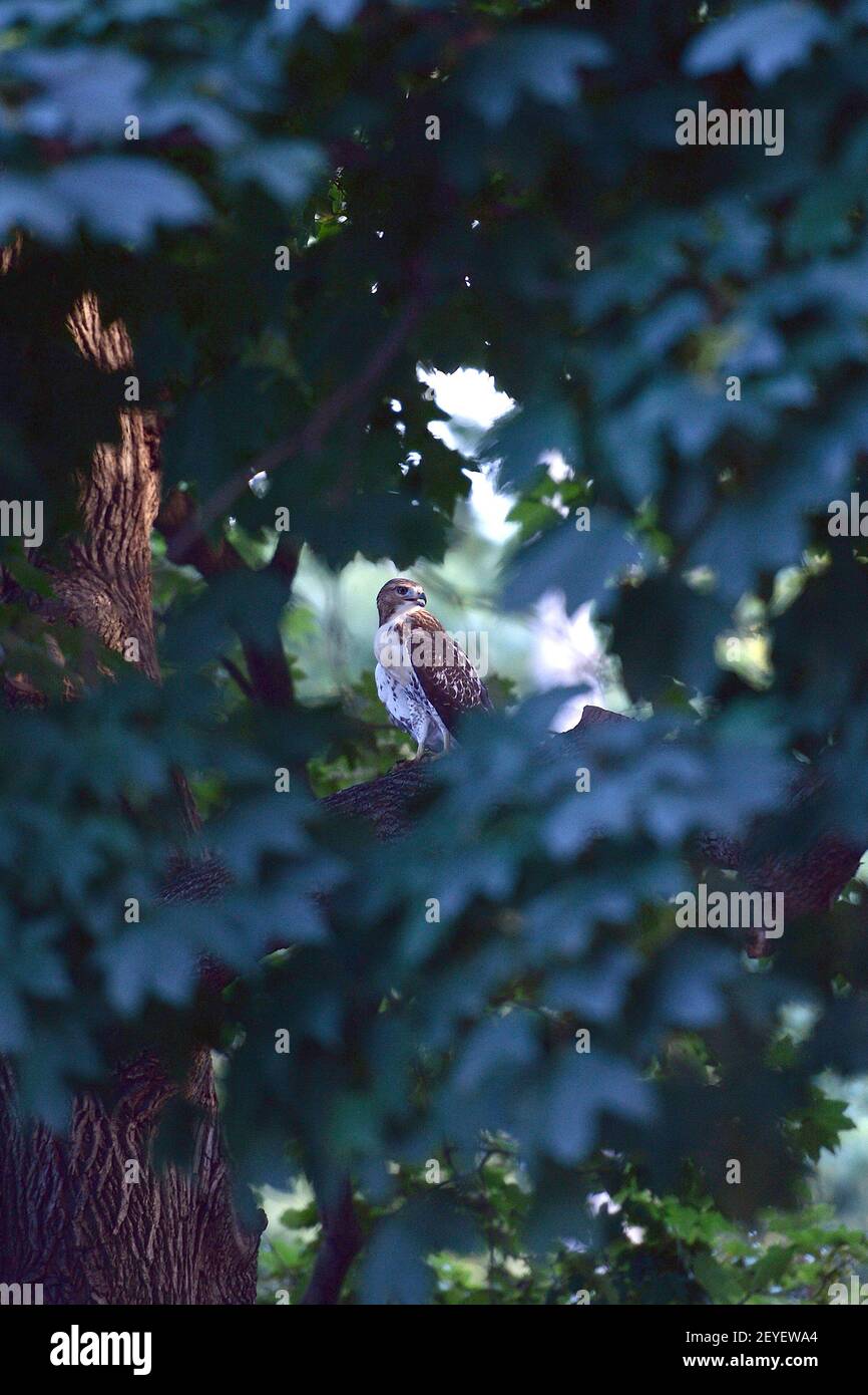 A red-tailed hawk is sighted in Central Park on Manhattan's Upper East ...