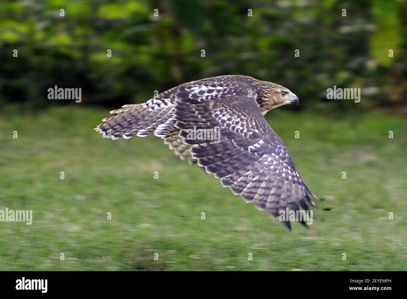A red-tailed hawk is sighted in Central Park on Manhattan's Upper East ...