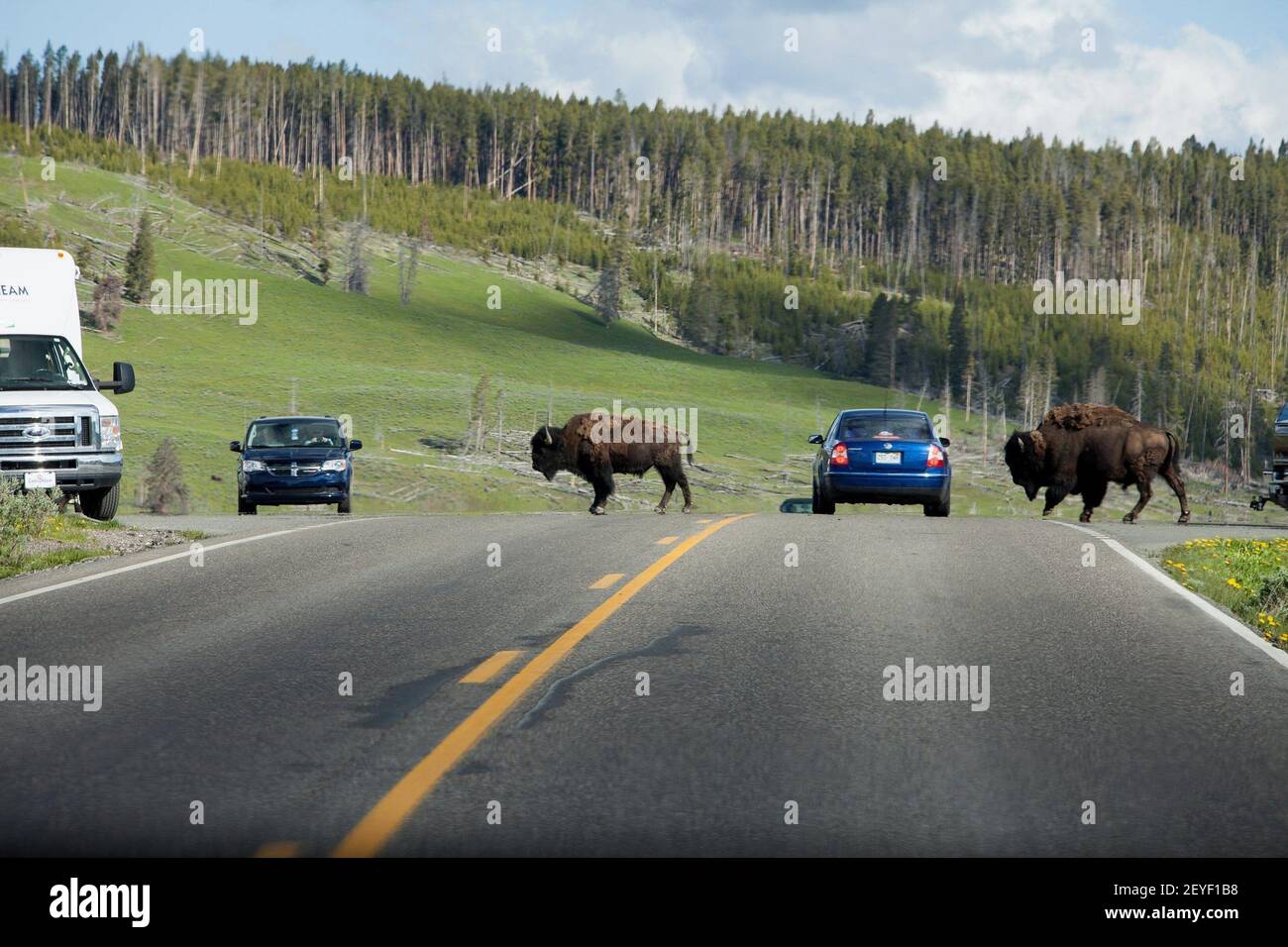 A herd of Bison takes their time crossing the road in Yellowstone ...