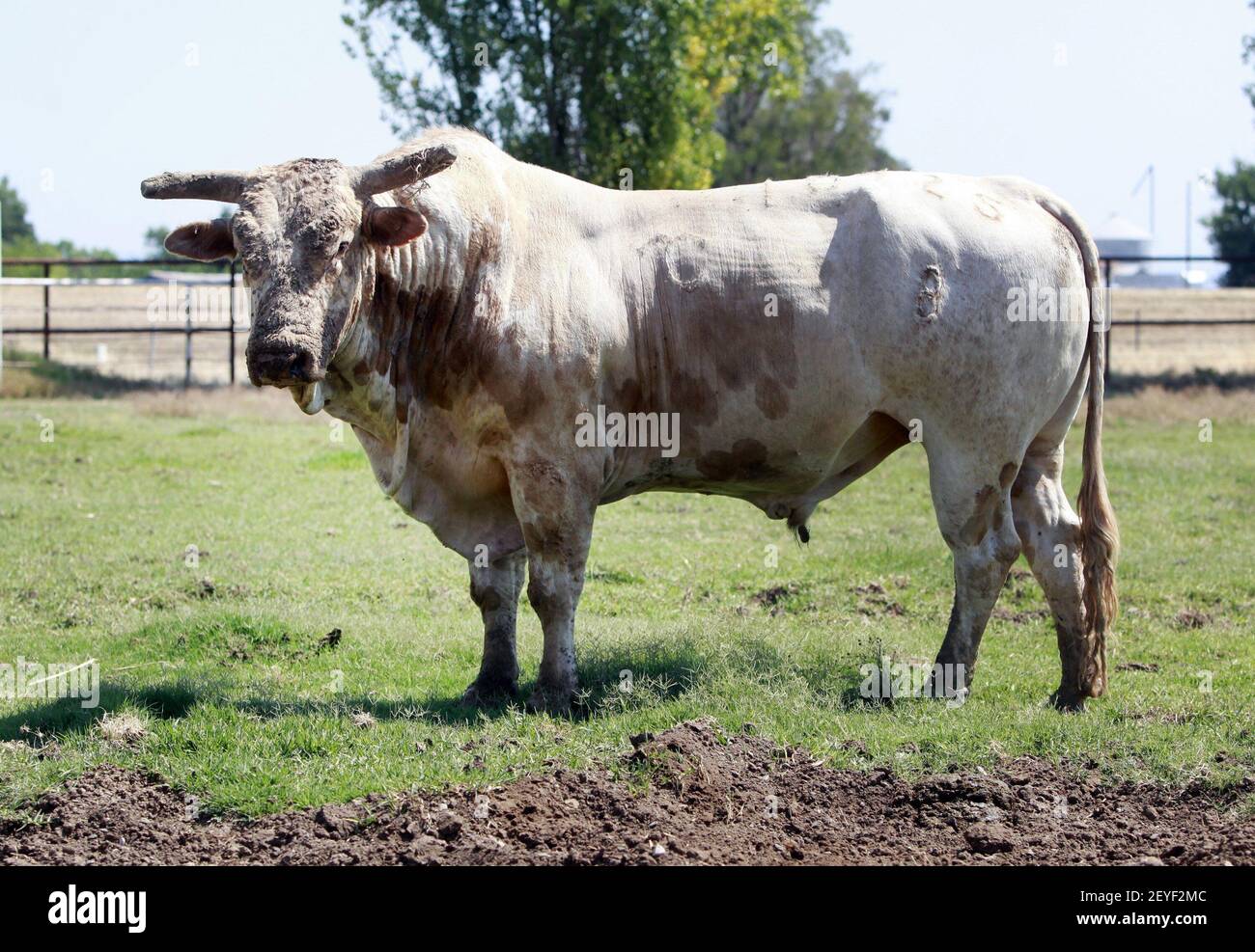 Wolf Deer is one of Cindy Rosser's superbulls that will be appearing at ...