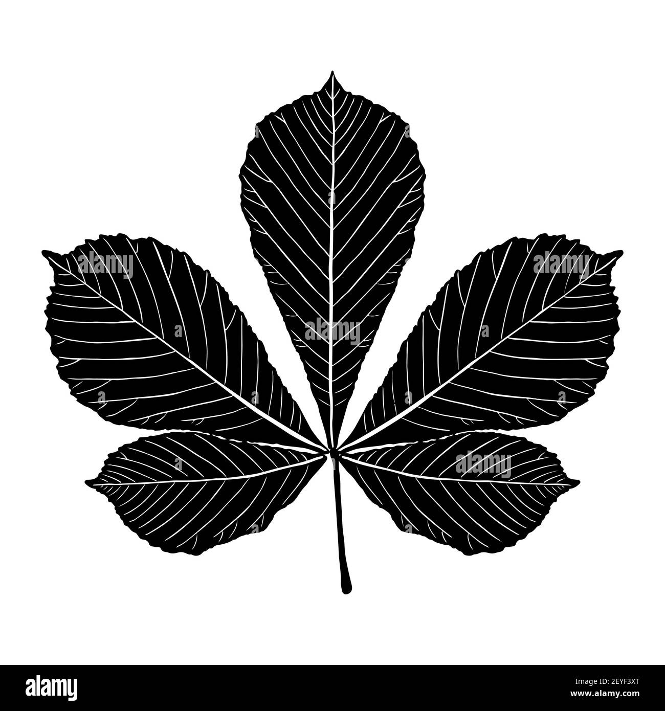 Sweet Chestnut Leaf Vector High Resolution Stock Photography and Images ...
