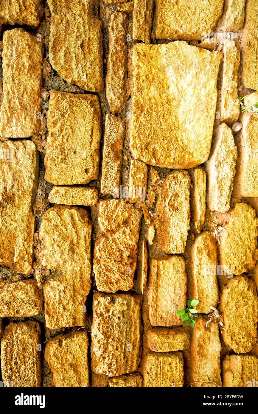 Texture wall in africa morocco plant Stock Photo - Alamy
