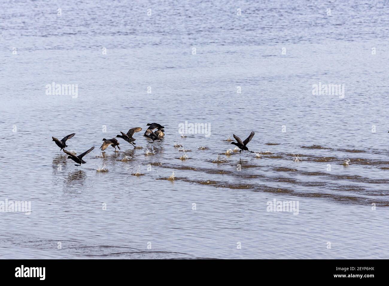 Birds running on water. Reserve of Burgas lake Stock Photo - Alamy