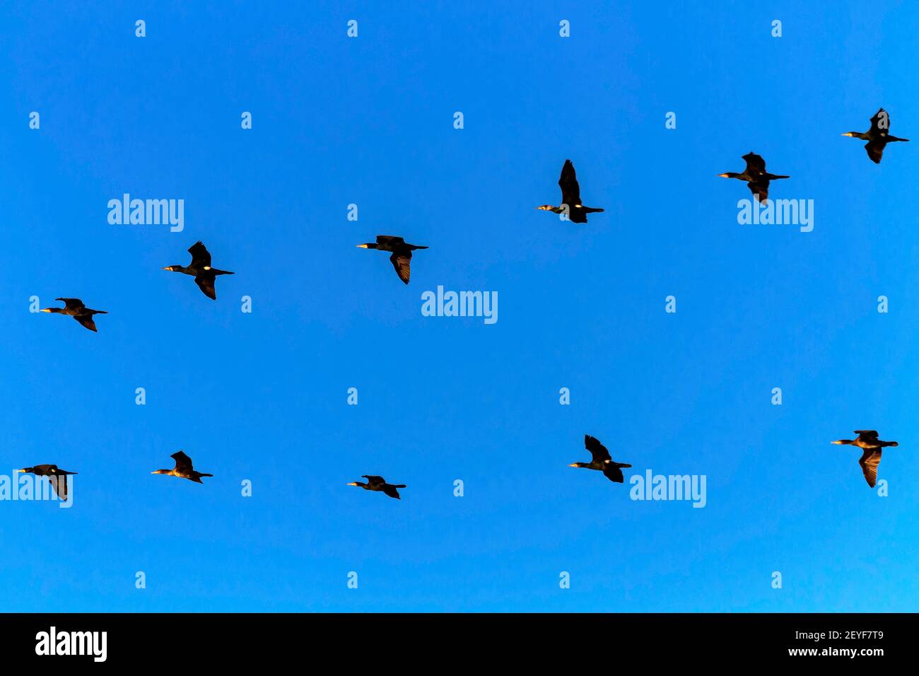 flock of migrating birds flying at blue sky in formation Stock Photo ...