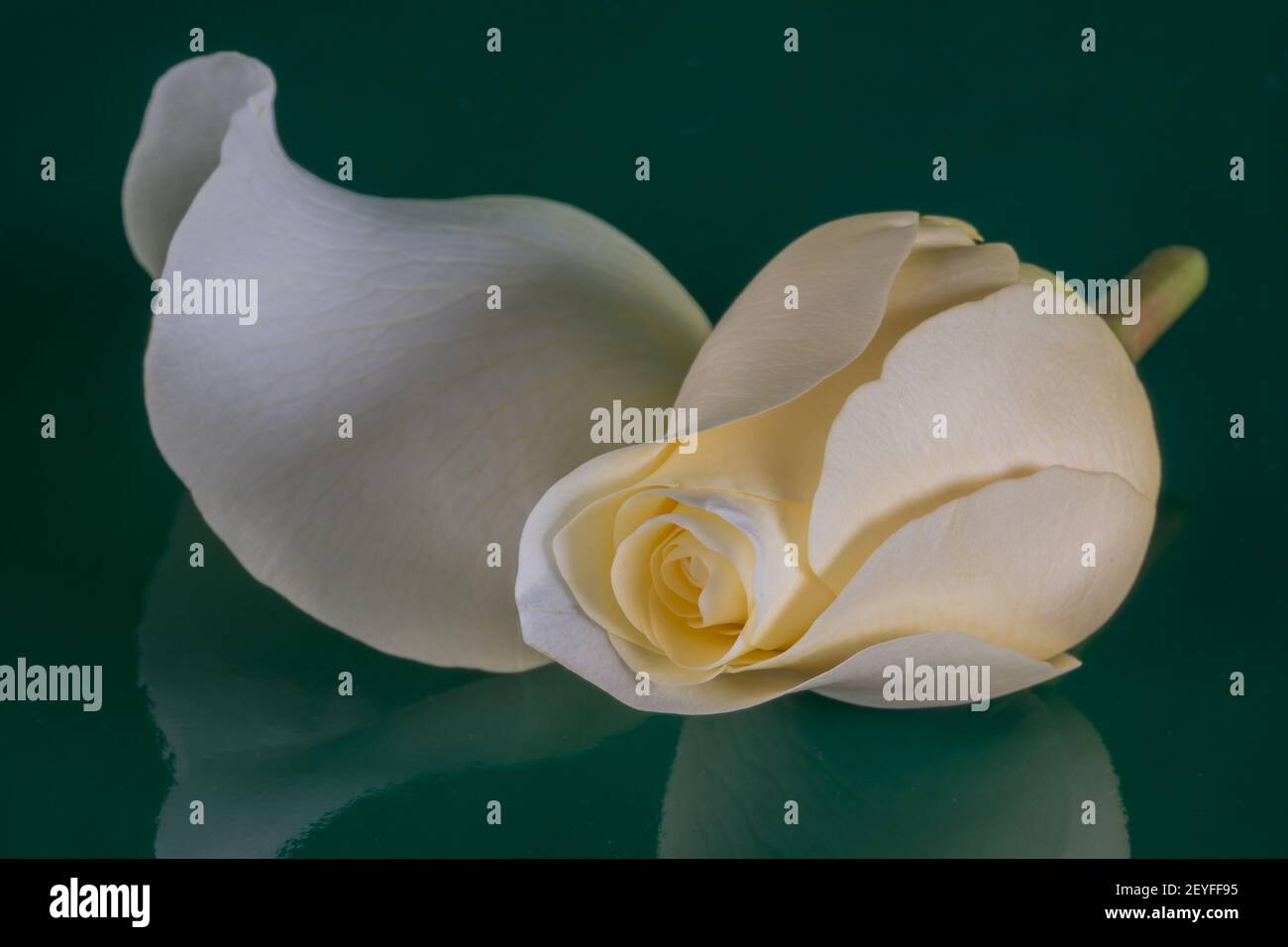 Pale yellow blossom hi-res stock photography and images - Alamy