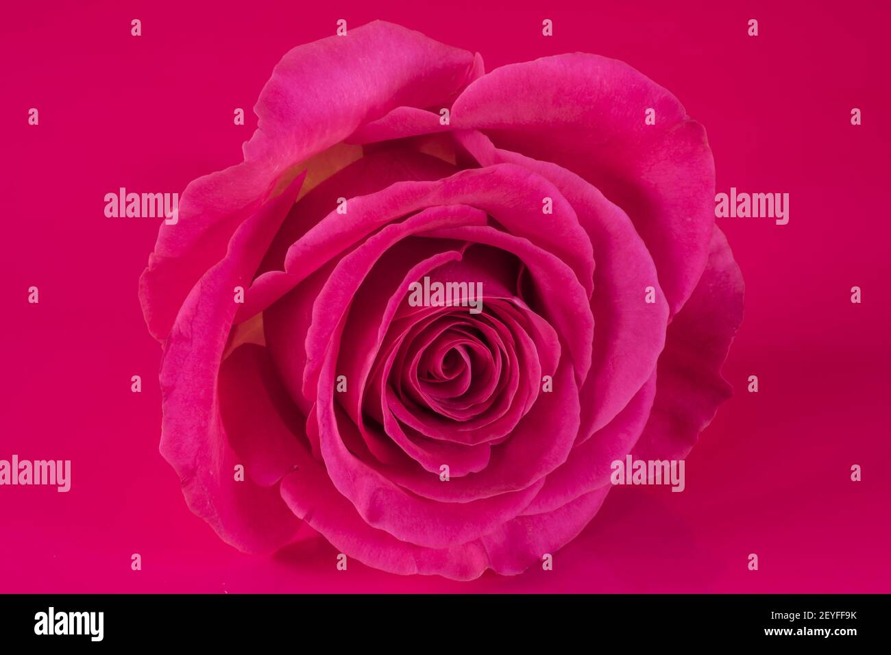 Tone in tone Stock Photo - Alamy