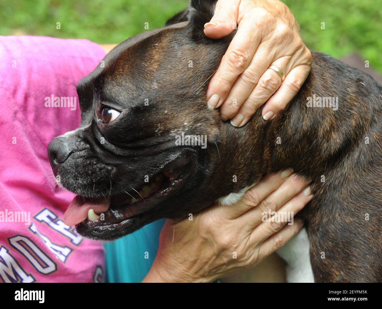 Taking Blood Jugular Vein Dog at Hee Slocum blog