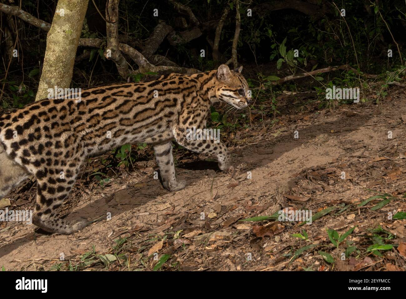 Camera trap image of an ocelot (Leopardus pardalis), Pantanal, Mato ...