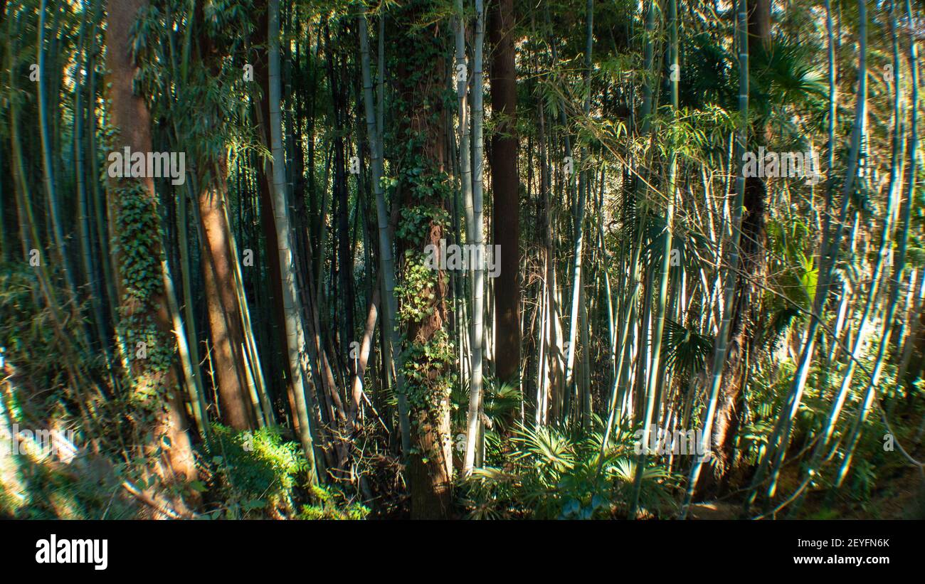 A high angle shot of tall and beautiful trees captured in a green ...