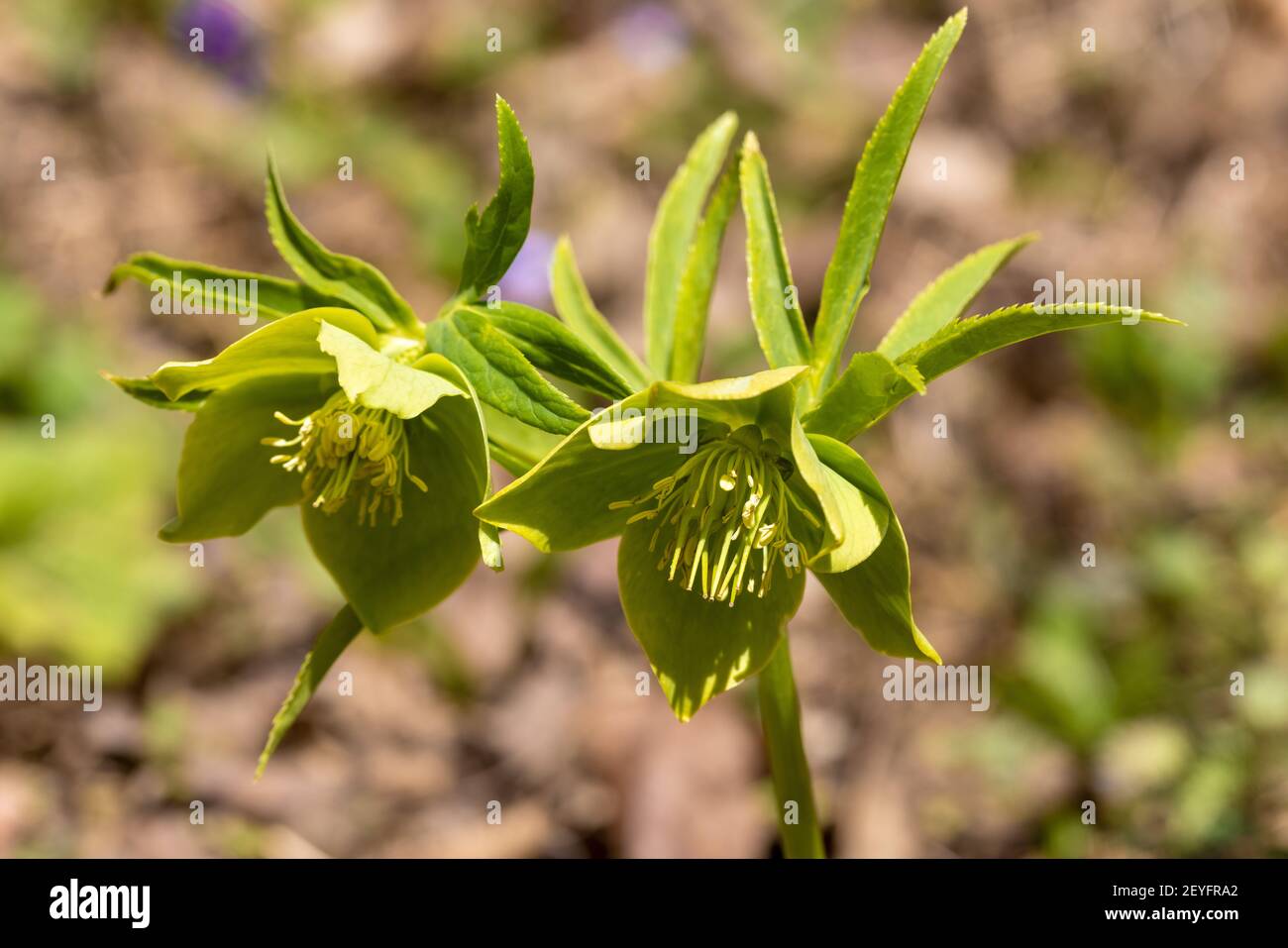 Fresh green flower helleborus hi-res stock photography and images - Alamy