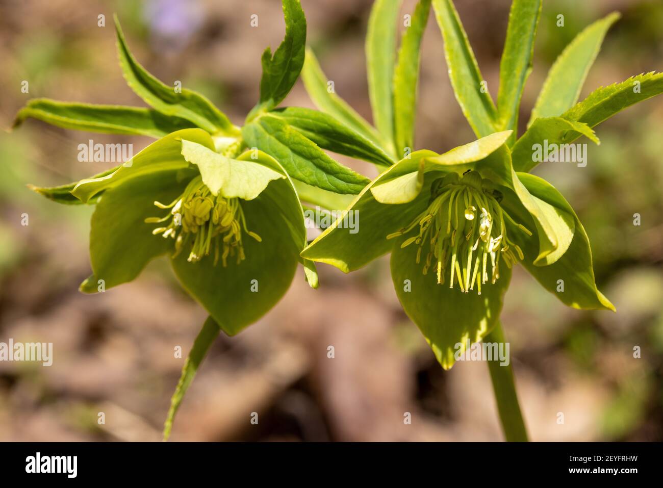 Helleborus dumetorum hi-res stock photography and images - Alamy