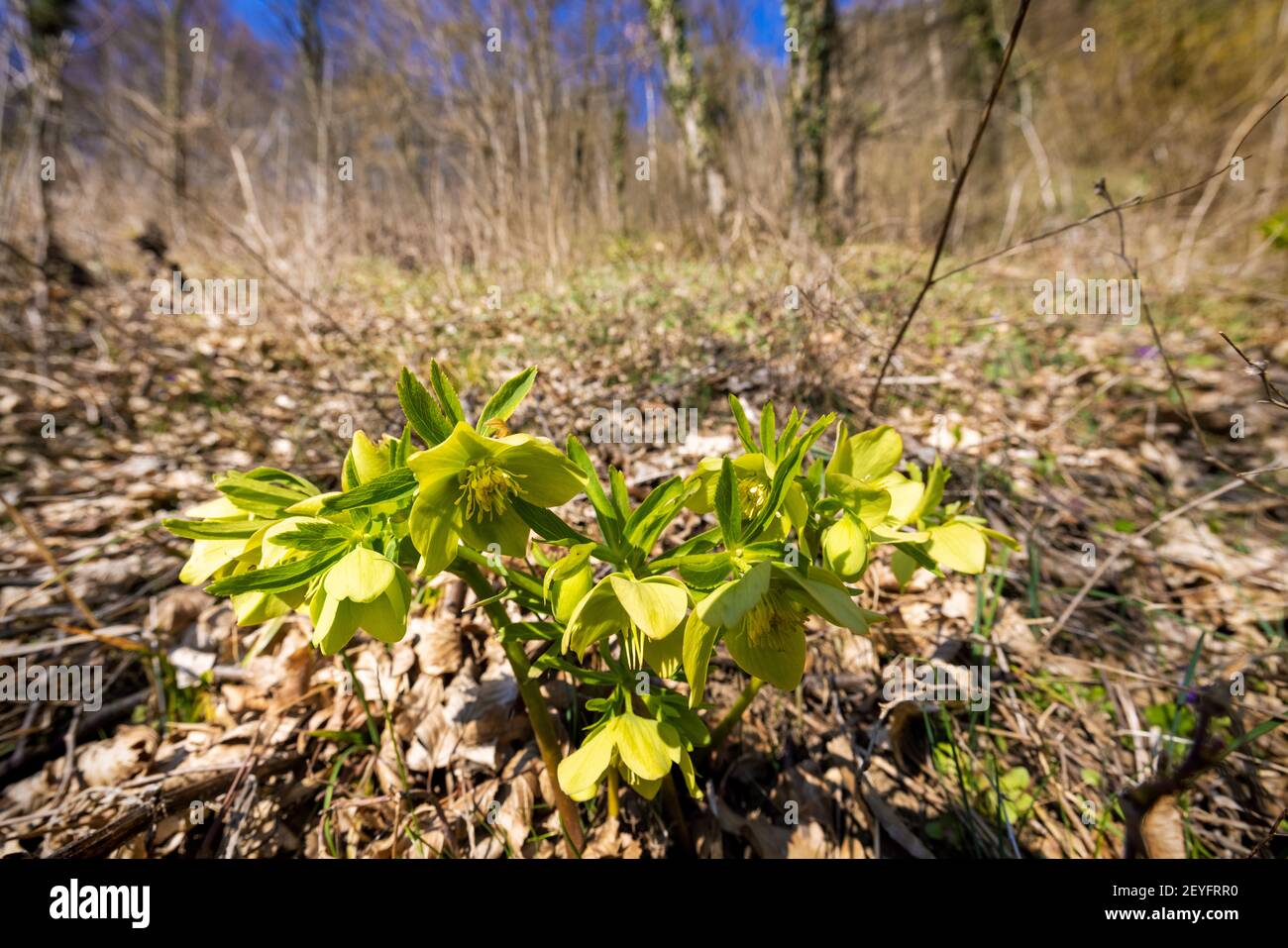 Fresh green flower helleborus hi-res stock photography and images - Alamy