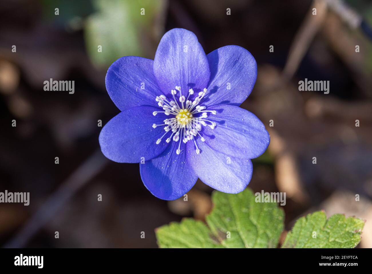 Anemone hepatica (Hepatica nobilis) in bloom, Kalnik mountain, Croatia ...