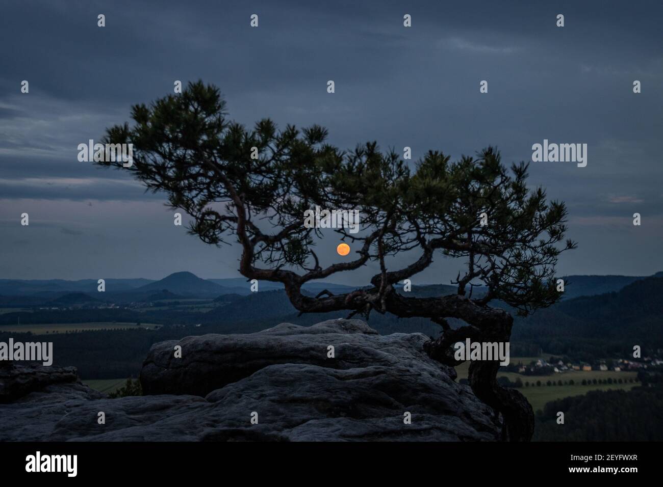 A beautiful shot of the bright moon through the branches of a curved ...