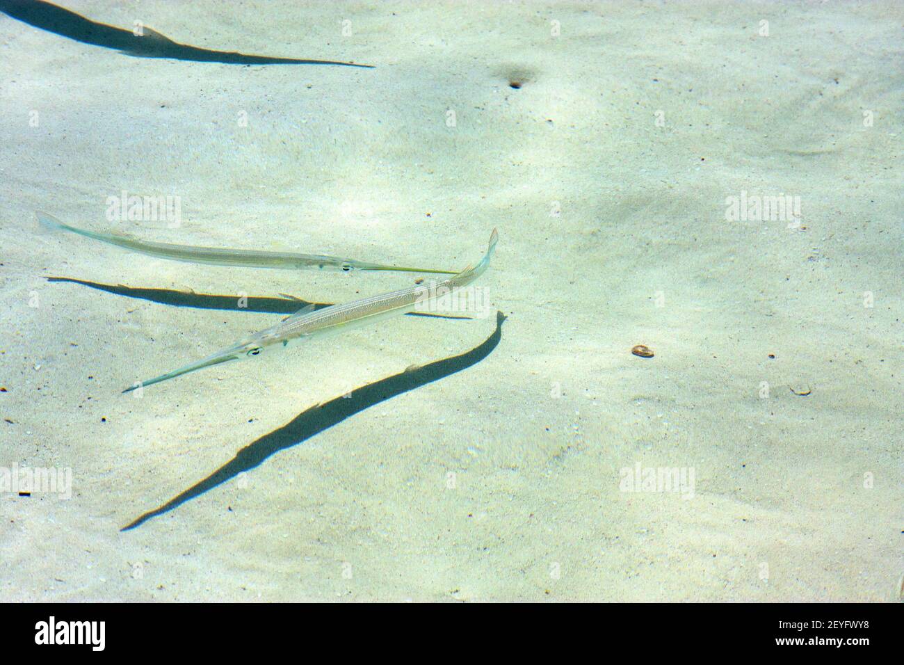 Fish isla contoy in mexico froath Stock Photo - Alamy