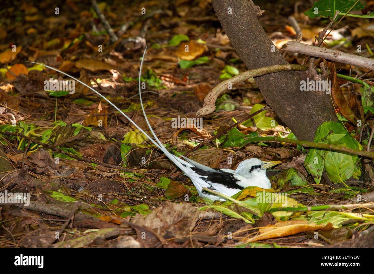 A high angle shot of a Phaethon lepturus perched on the ground Stock ...