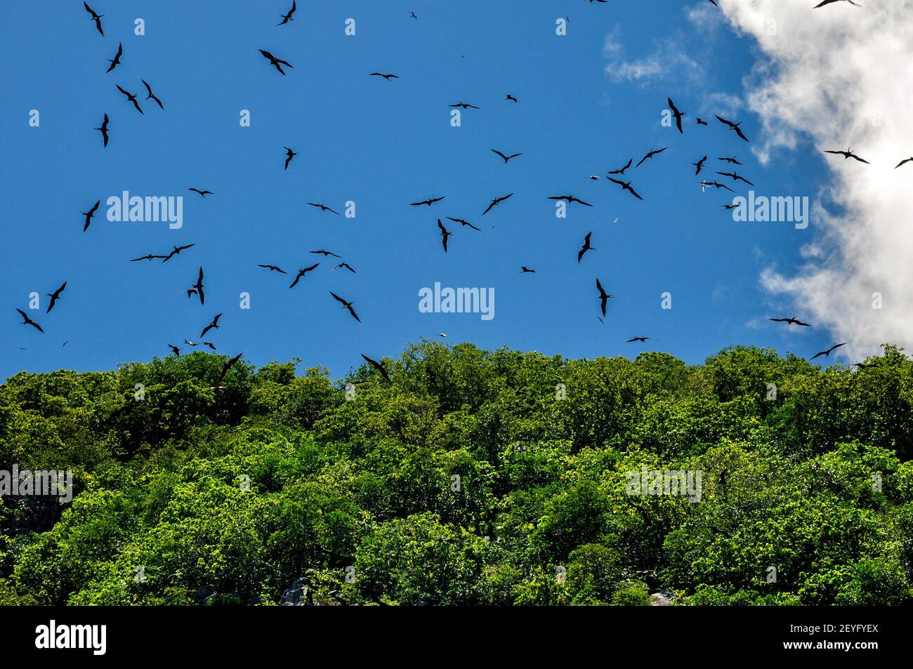 A closeup shot of birds flying above green trees Stock Photo - Alamy