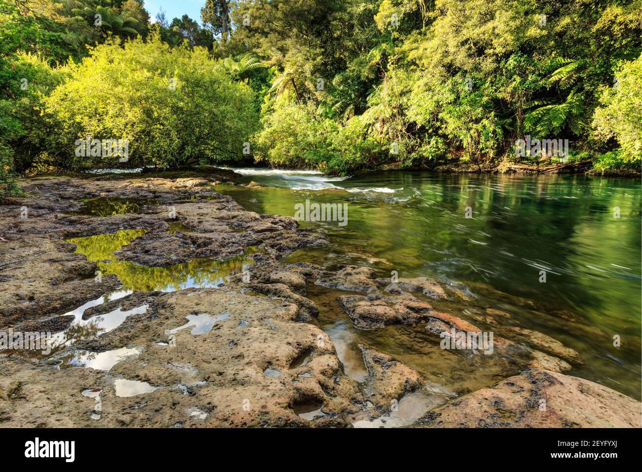 A river running through New Zealand native forest. The current has ...