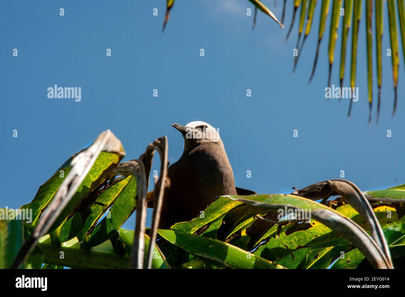 A low angle shot of a bird perched on the tropical tree branch Stock ...