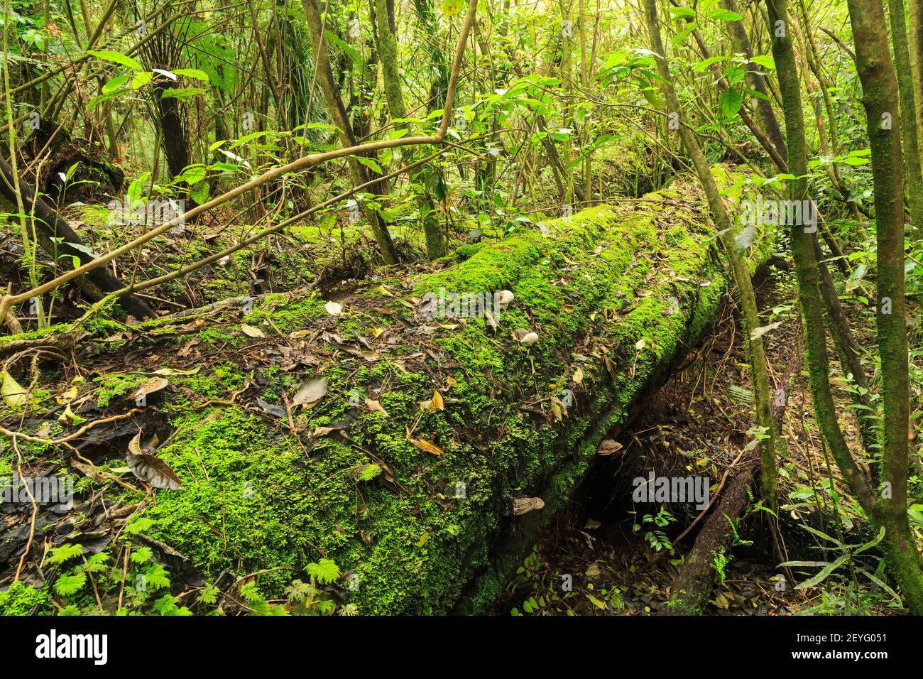 Nz native plants hi-res stock photography and images - Alamy