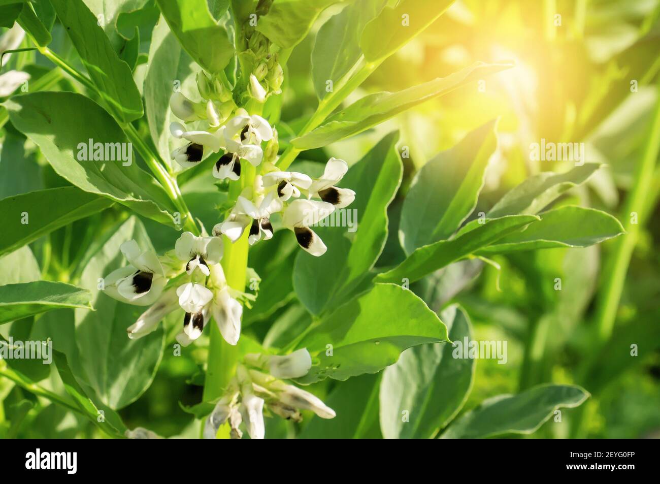 Pink flower broad beans hi-res stock photography and images - Alamy