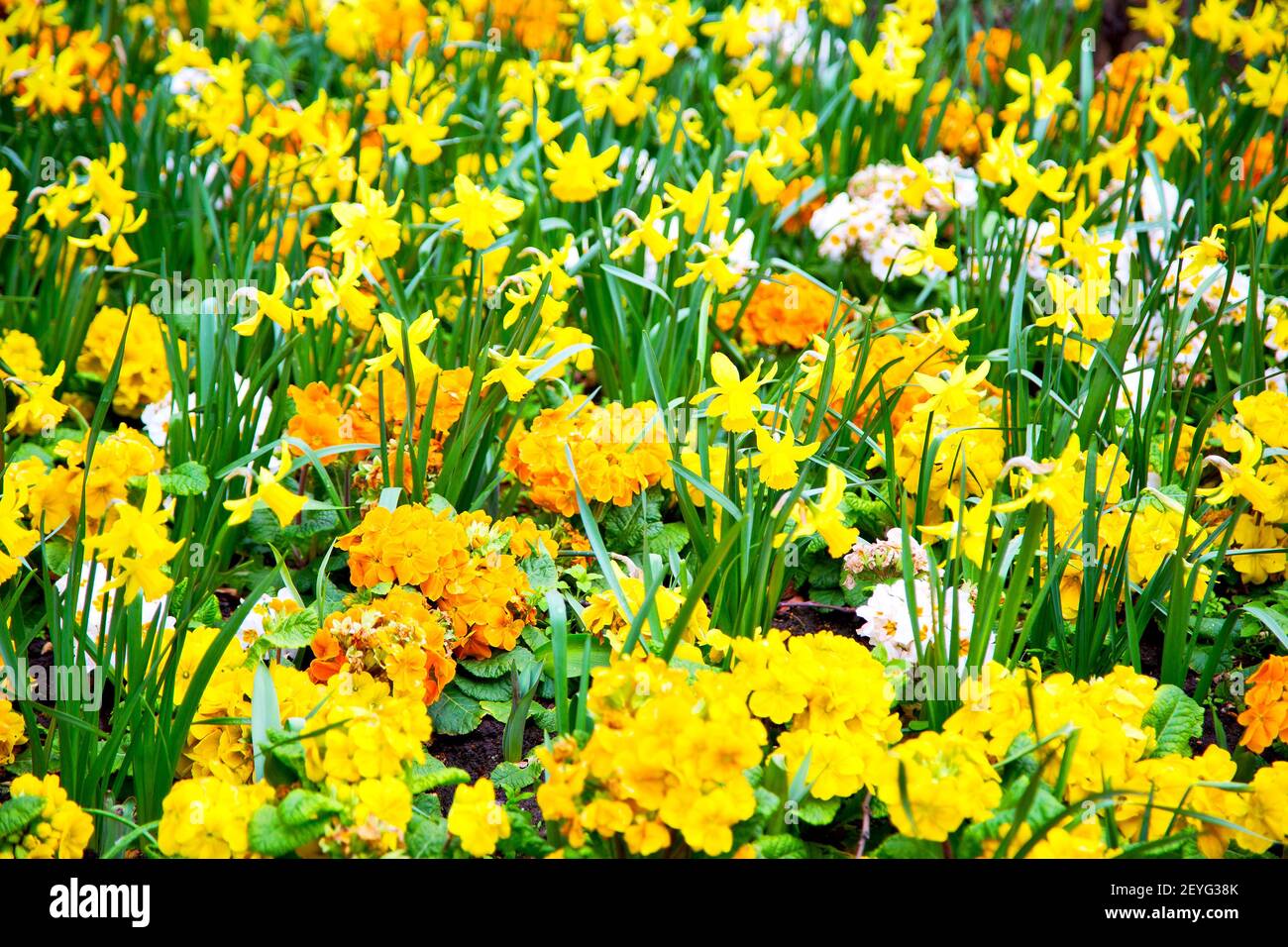In london flower field nature and spring Stock Photo - Alamy